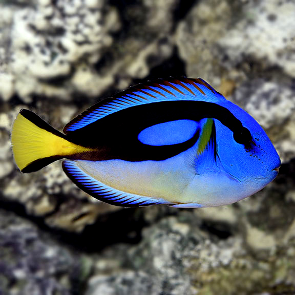 Blue Tangs - Fish Tank Cleaning