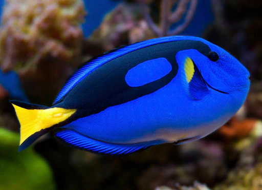 Blue Hippo Tang - Fish Tank Cleaning